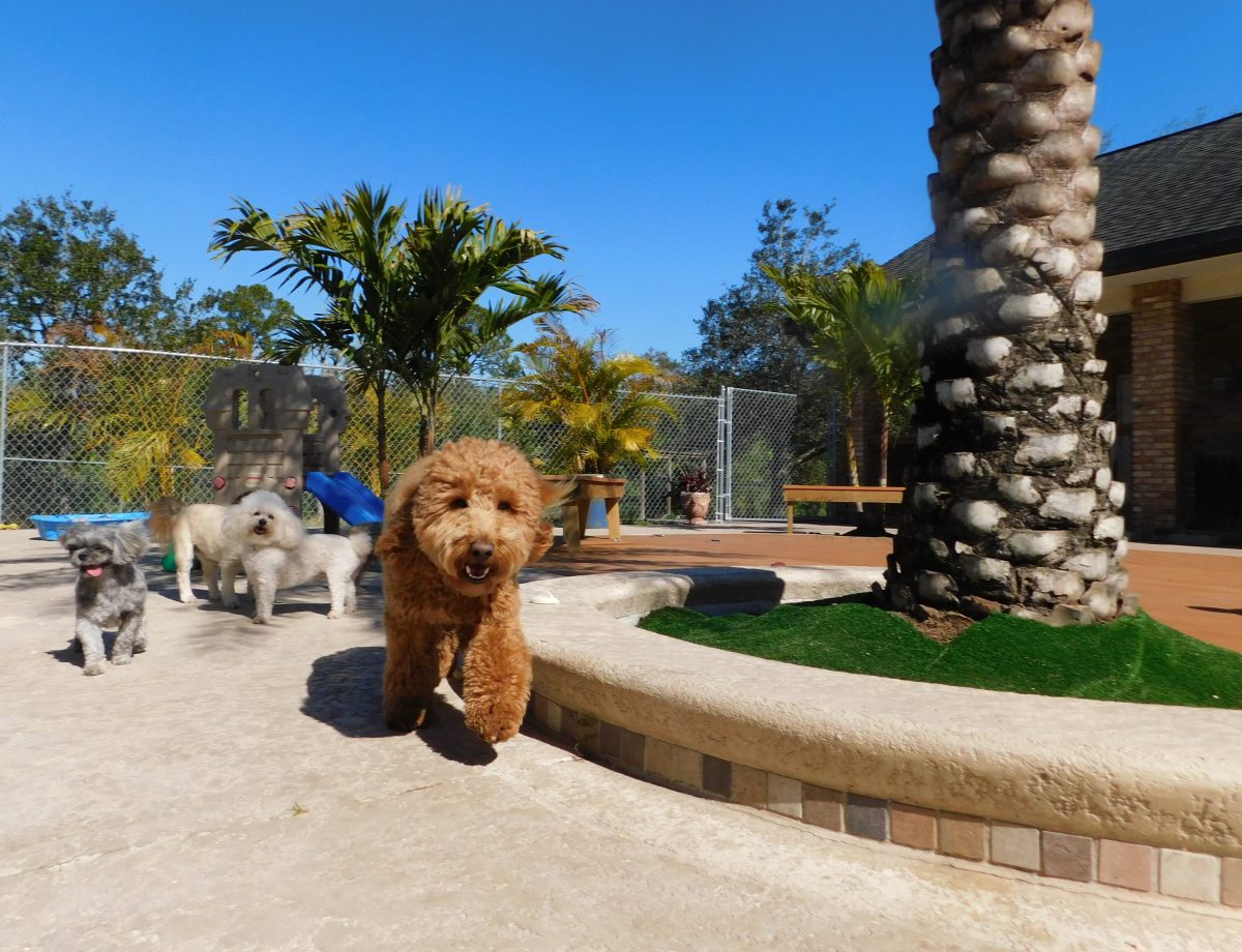 Dog Boarding in Palm Bay, FL | Woof Playcare