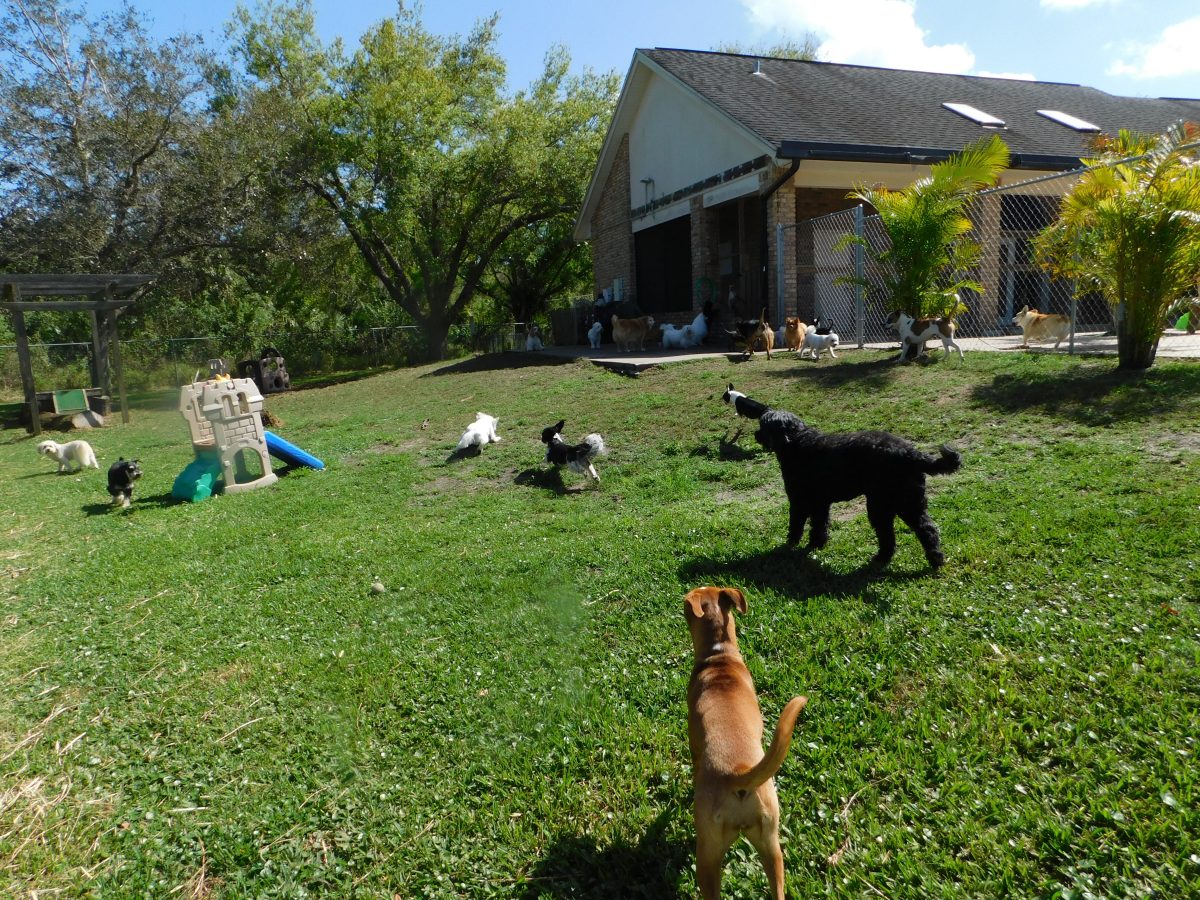 Dog Boarding in Palm Bay, FL | Woof Playcare