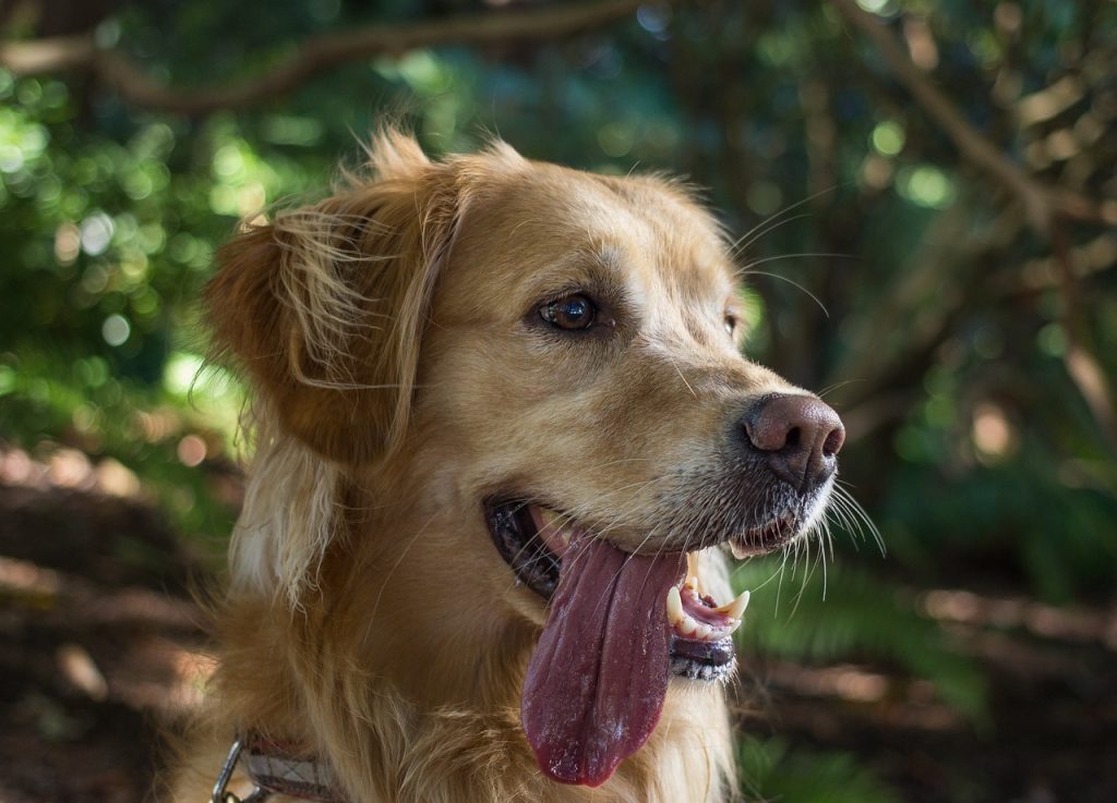 Why Is My Dog Panting So Much? - What Every Pet Owner Should Know ...