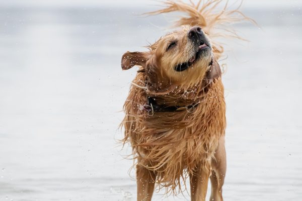 Why Is My Dog Shaking? Reasons & Treatments - Woof Play Care
